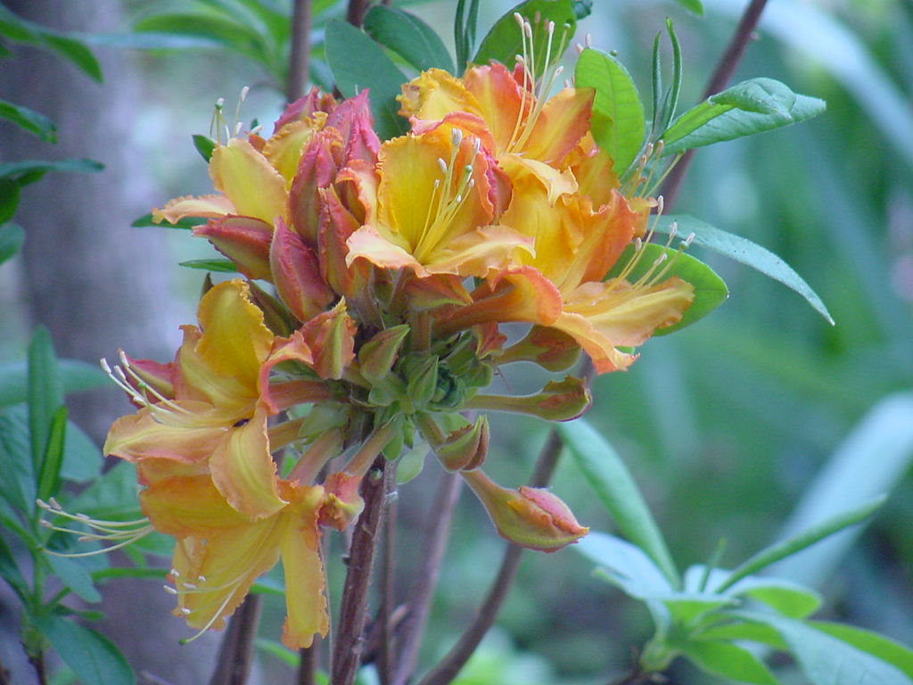 The Azalea Works Image Access Subpage