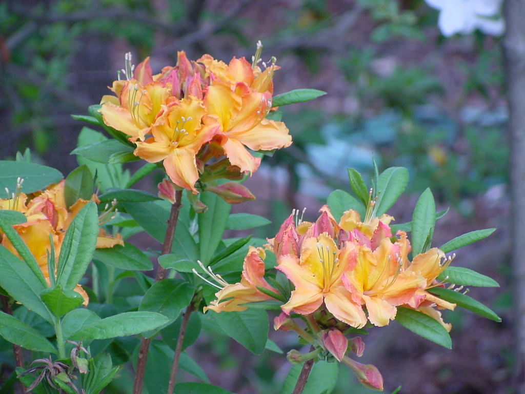 The Azalea Works Image Access Subpage